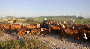 Farms Owned By The Mormon Church - Mormonism, The Mormon Church ...